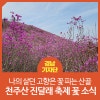 경남 창원 창원 랜선 여행 천주산 진달래 축제 꽃 소식 네이버 블로그